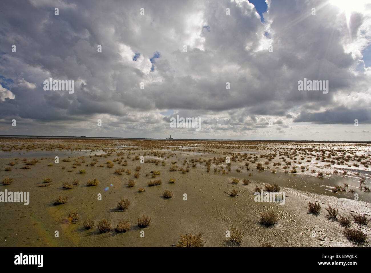 Salicornia europaea salt tolerant plants hi-res stock photography and ...