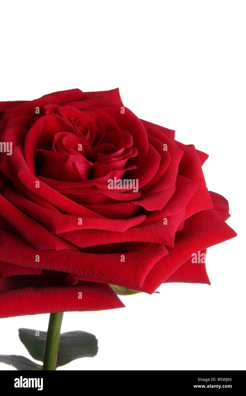 Red outline rose hi-res stock photography and images - Alamy