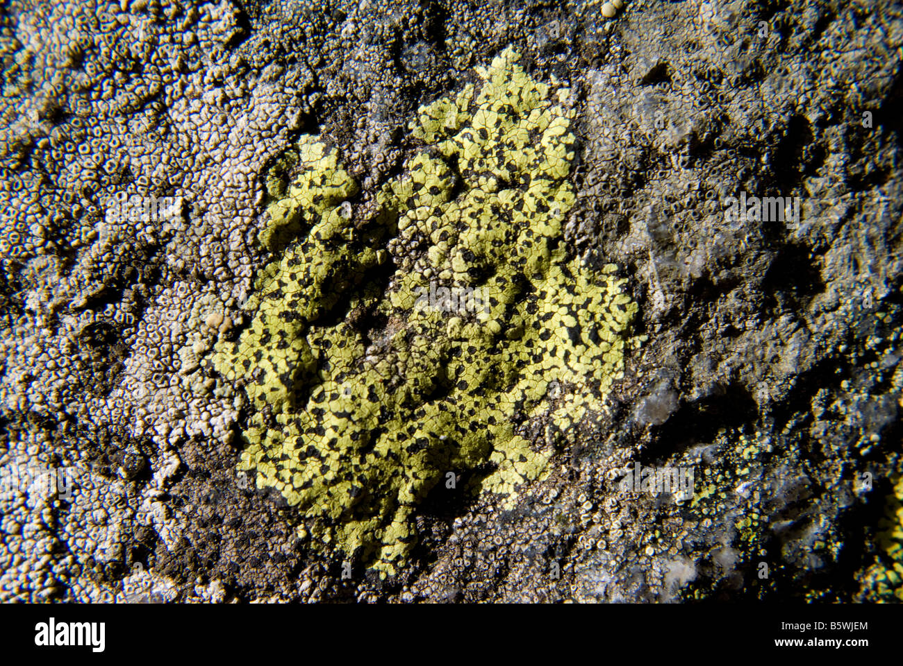 Fungi algae hi-res stock photography and images - Alamy