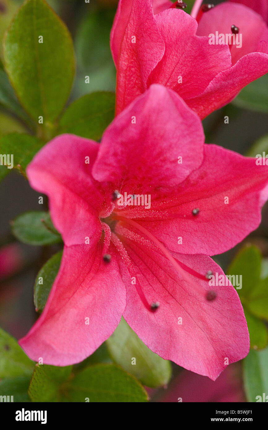 Azalea - blossom Stock Photo - Alamy