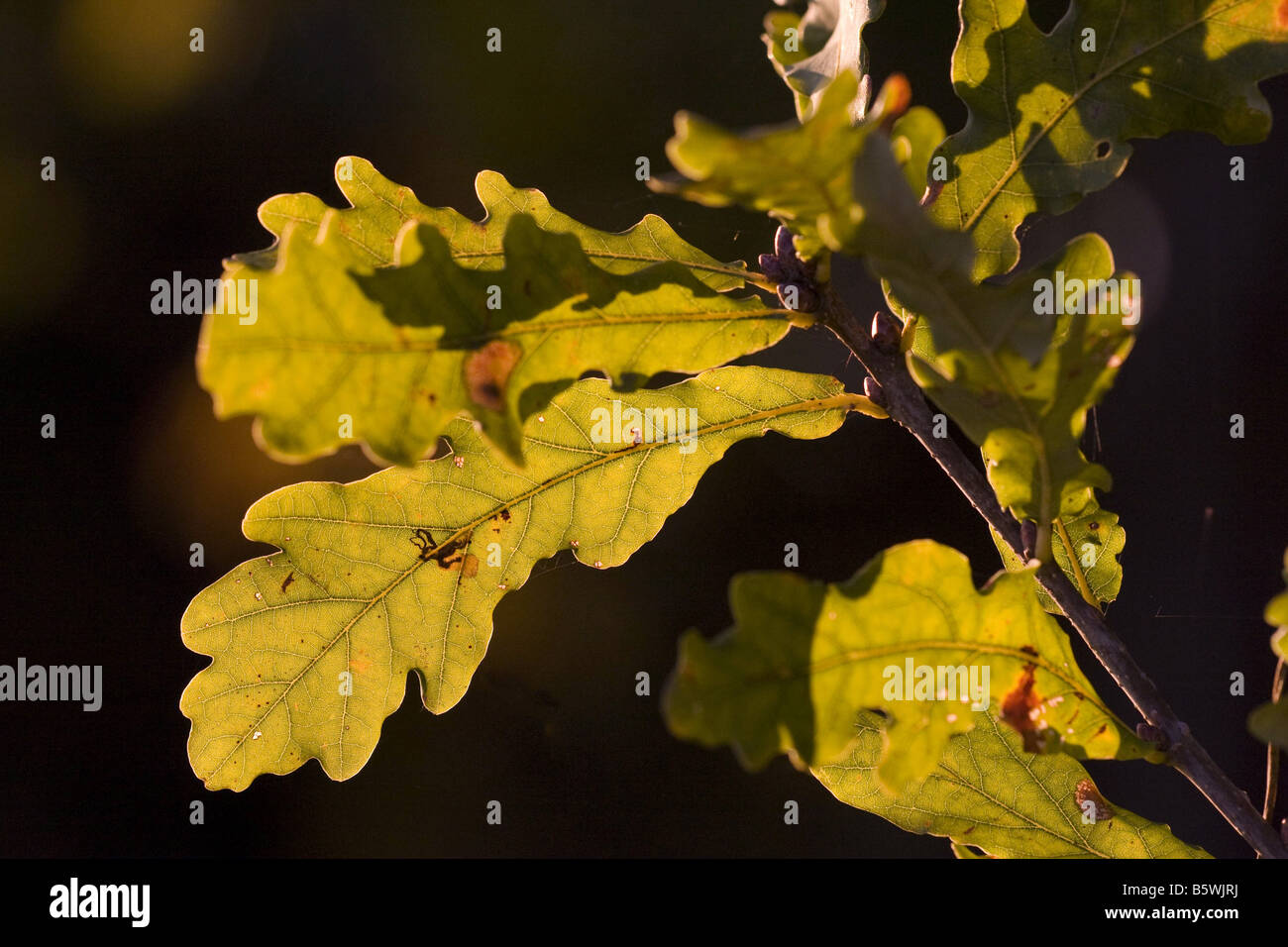 oak - leaves / Quercus Stock Photo - Alamy
