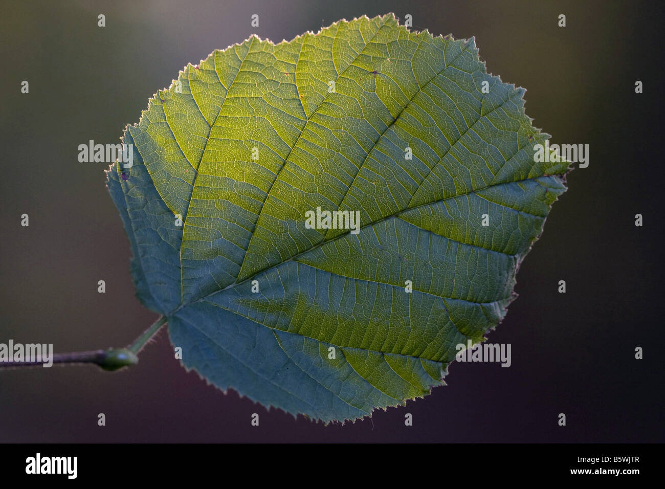 common hazel - leaf / Corylus avellana Stock Photo - Alamy