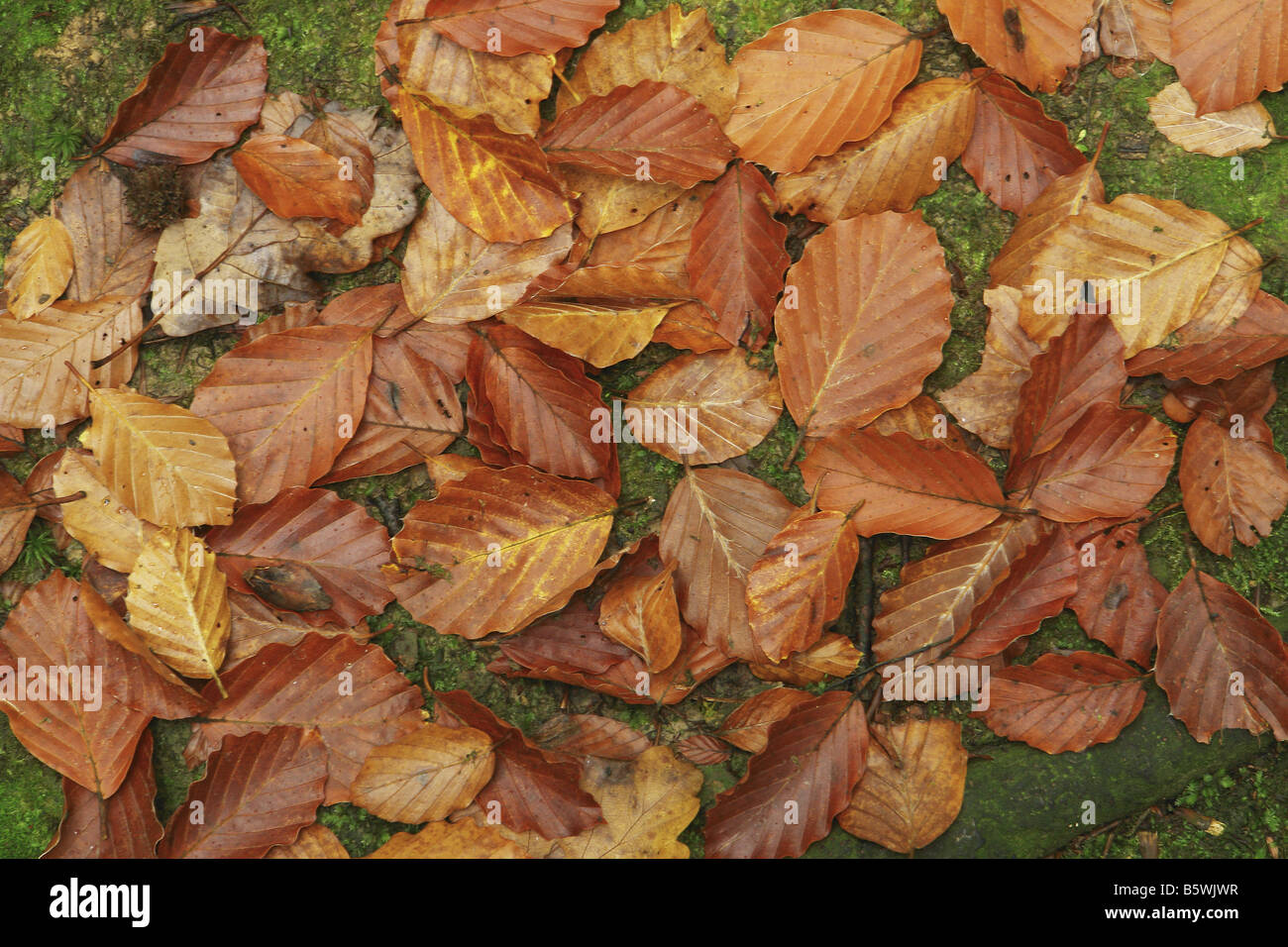 beech - foliage Stock Photo - Alamy