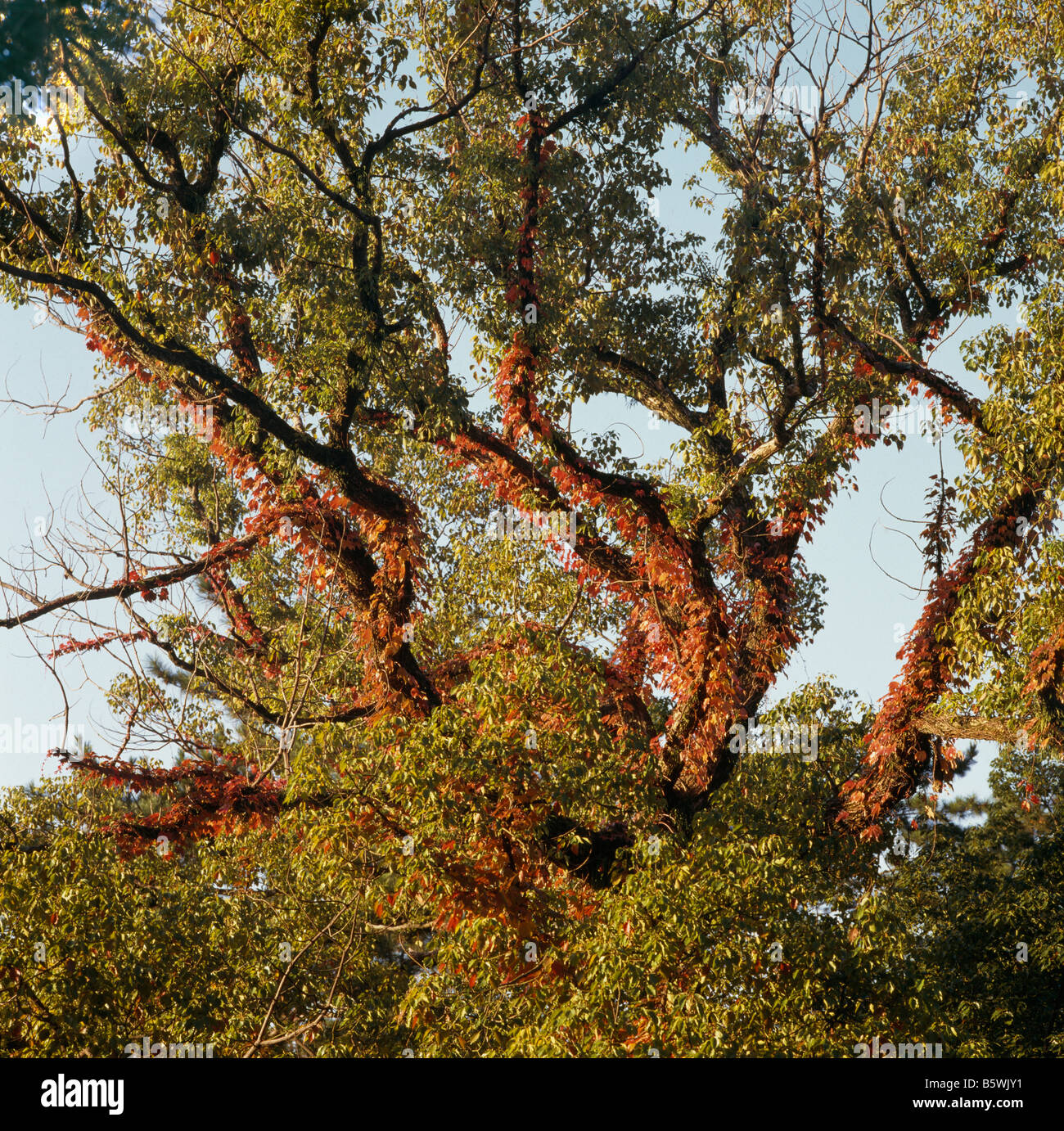 Japan Nara Autumn Trees Stock Photo - Alamy