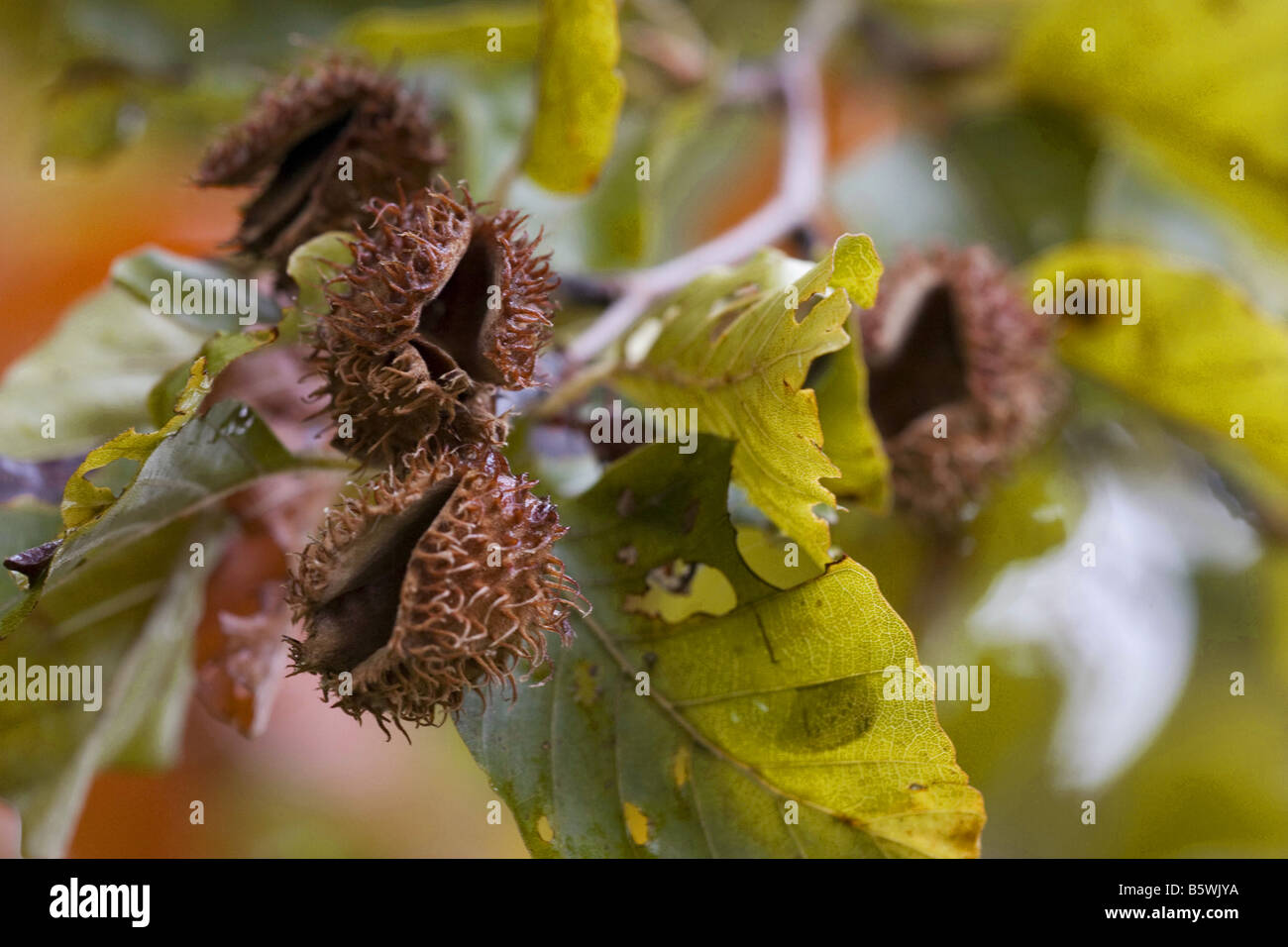 common beech - leaves and beech-nuts / Fagus sylvatica Stock Photo - Alamy