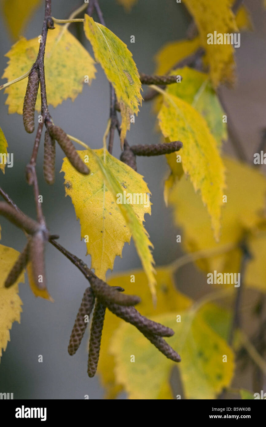 European Weeping birch / Betula pendula Stock Photo - Alamy
