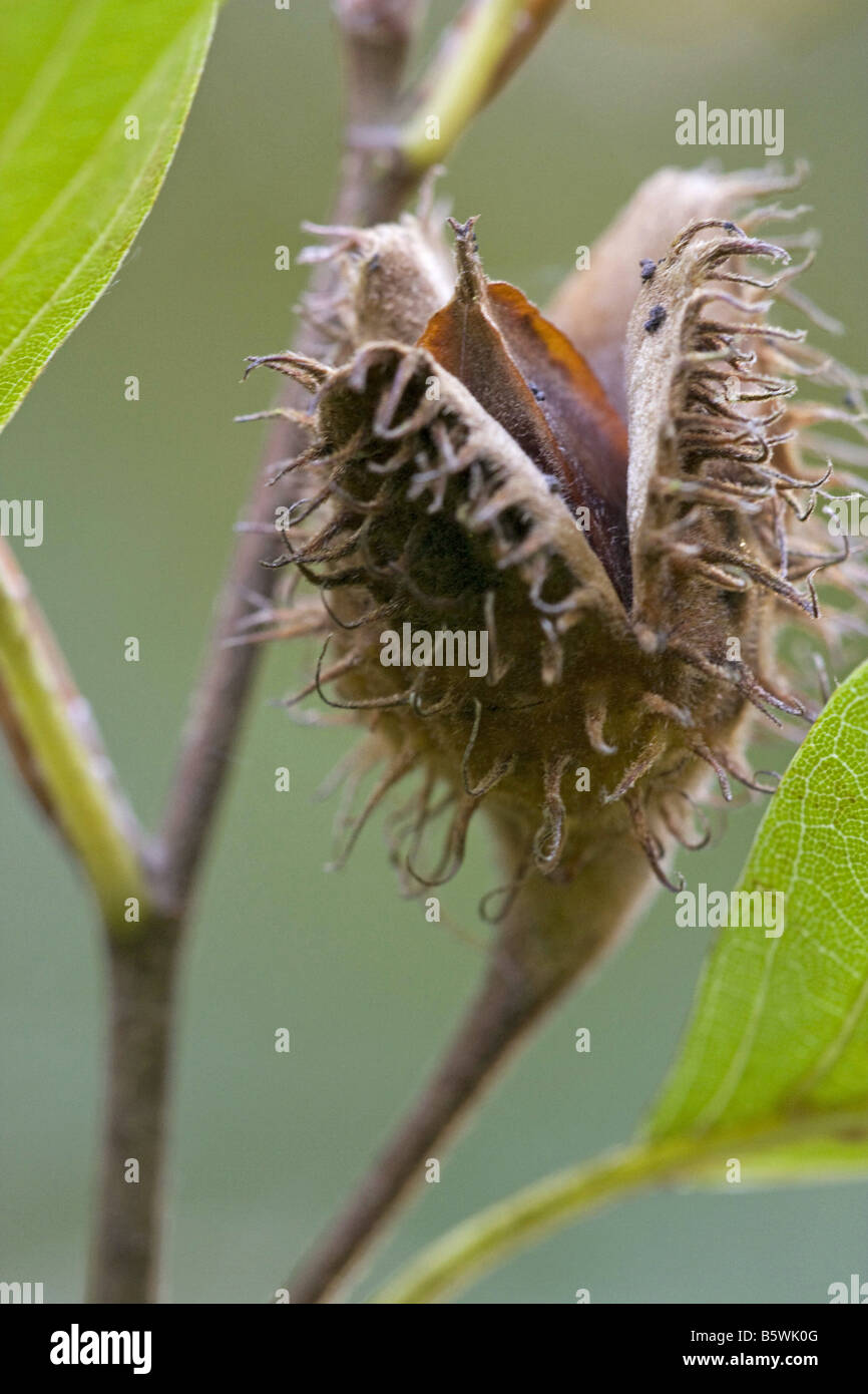 Beechnuts european beech common beech hi-res stock photography and ...