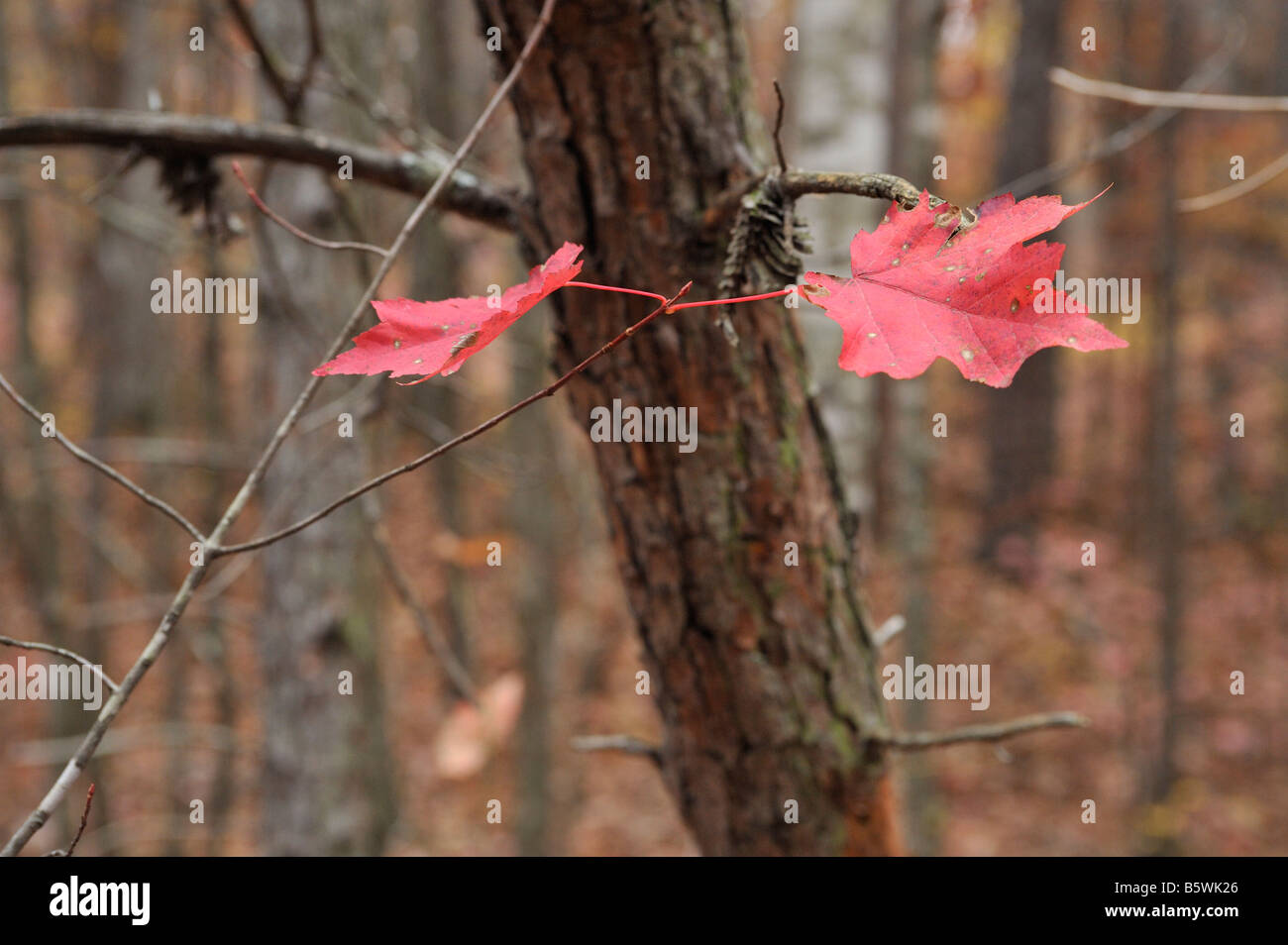 Pale autumn leaves Stock Photo - Alamy