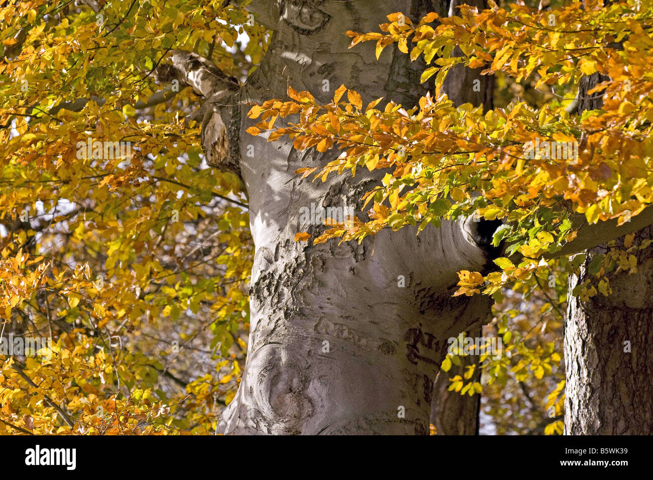 common beech - autumn / Fagus sylvatica Stock Photo - Alamy