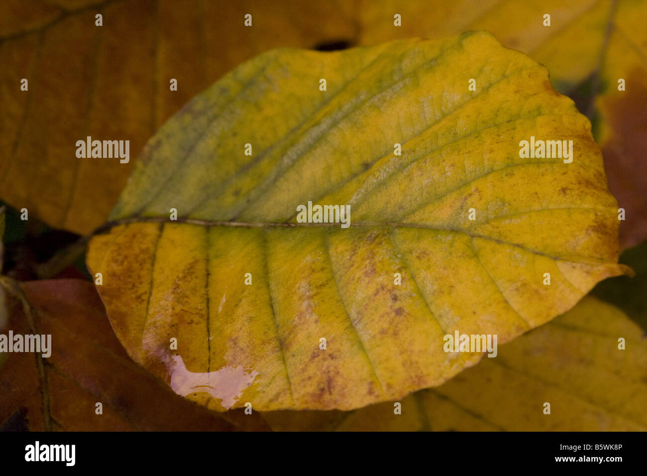 common beech - leaf / Fagus sylvatica Stock Photo - Alamy