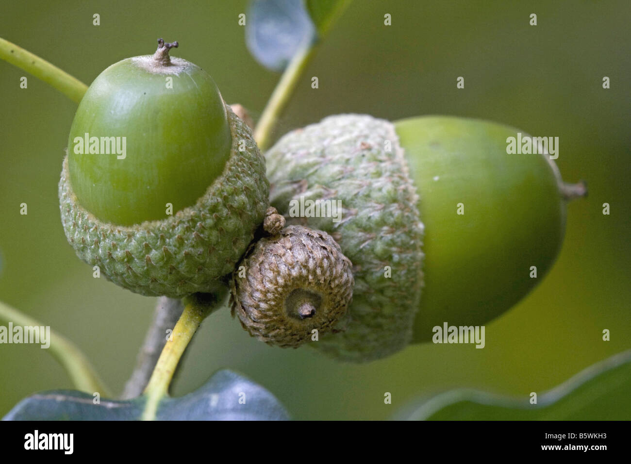 Quercus Phellos Acorns