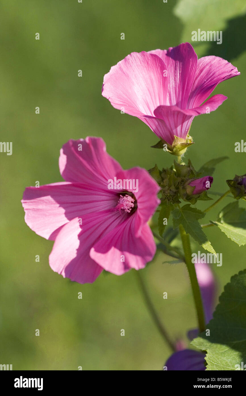 Royal mallows hi-res stock photography and images - Alamy