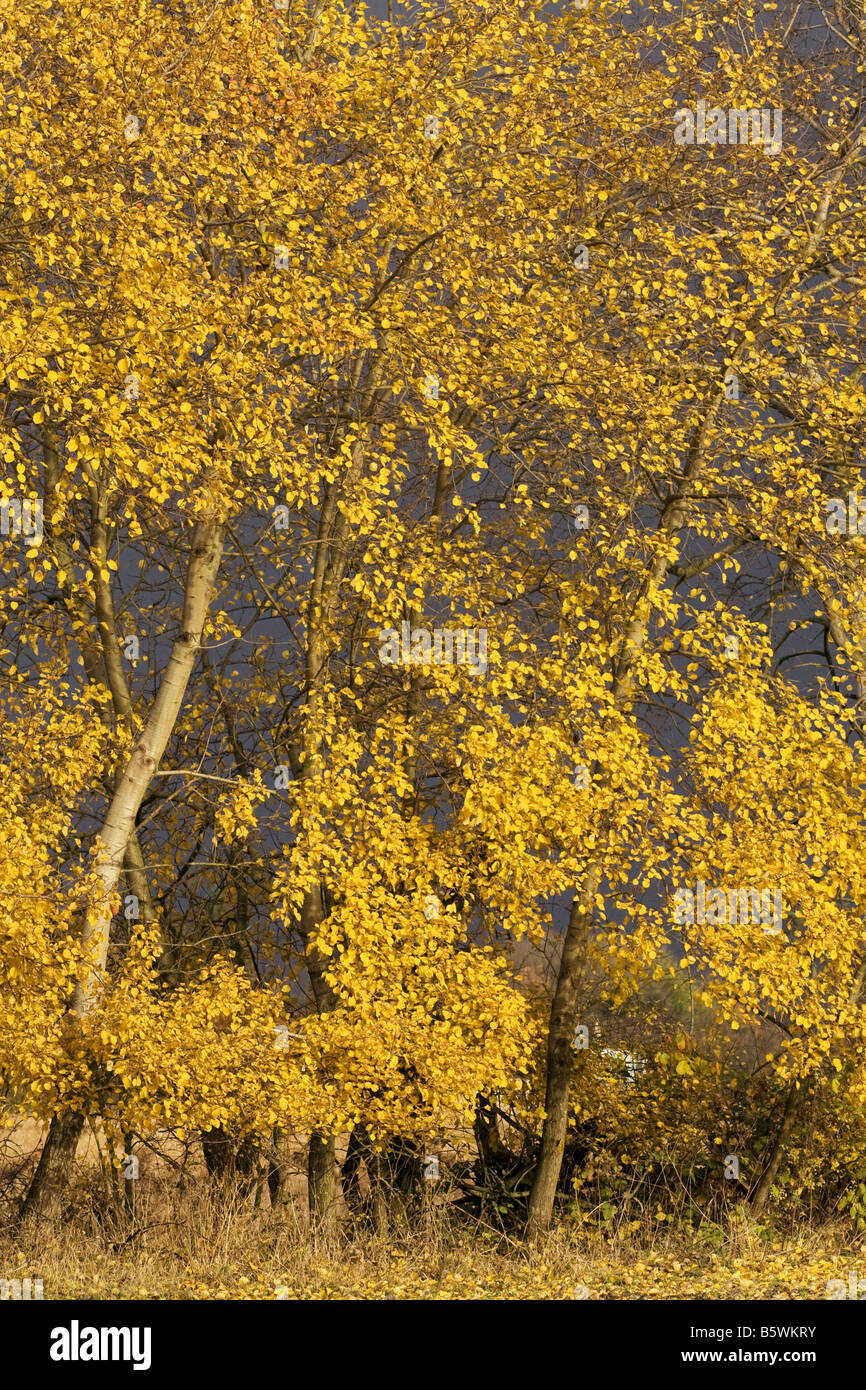 common beech - autumn / Fagus sylvatica Stock Photo - Alamy