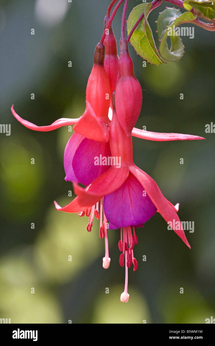 fuchsia - blossoms Stock Photo - Alamy