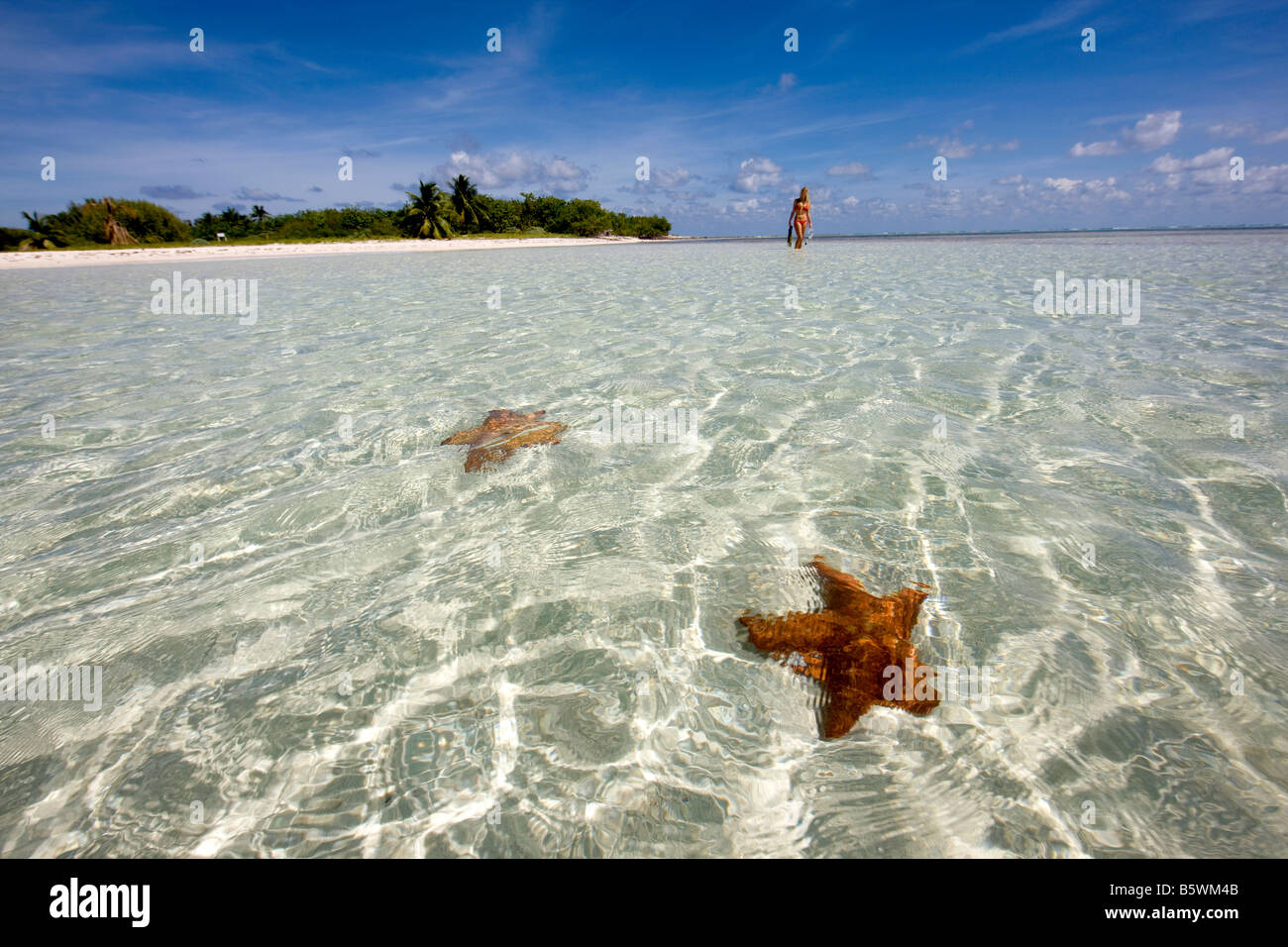 Snorkeler and Sea star (Oreaster reticulatus Stock Photo - Alamy