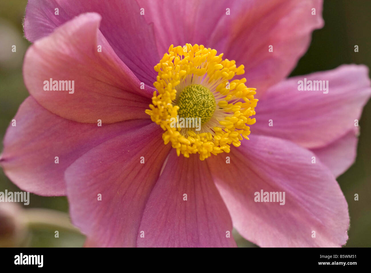 Rosa anemone hi-res stock photography and images - Alamy