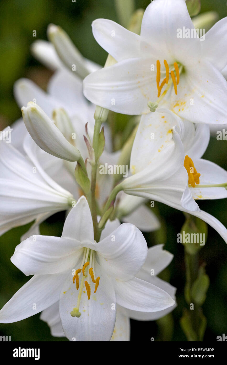 Madonna lily / Lilium candidum Stock Photo - Alamy