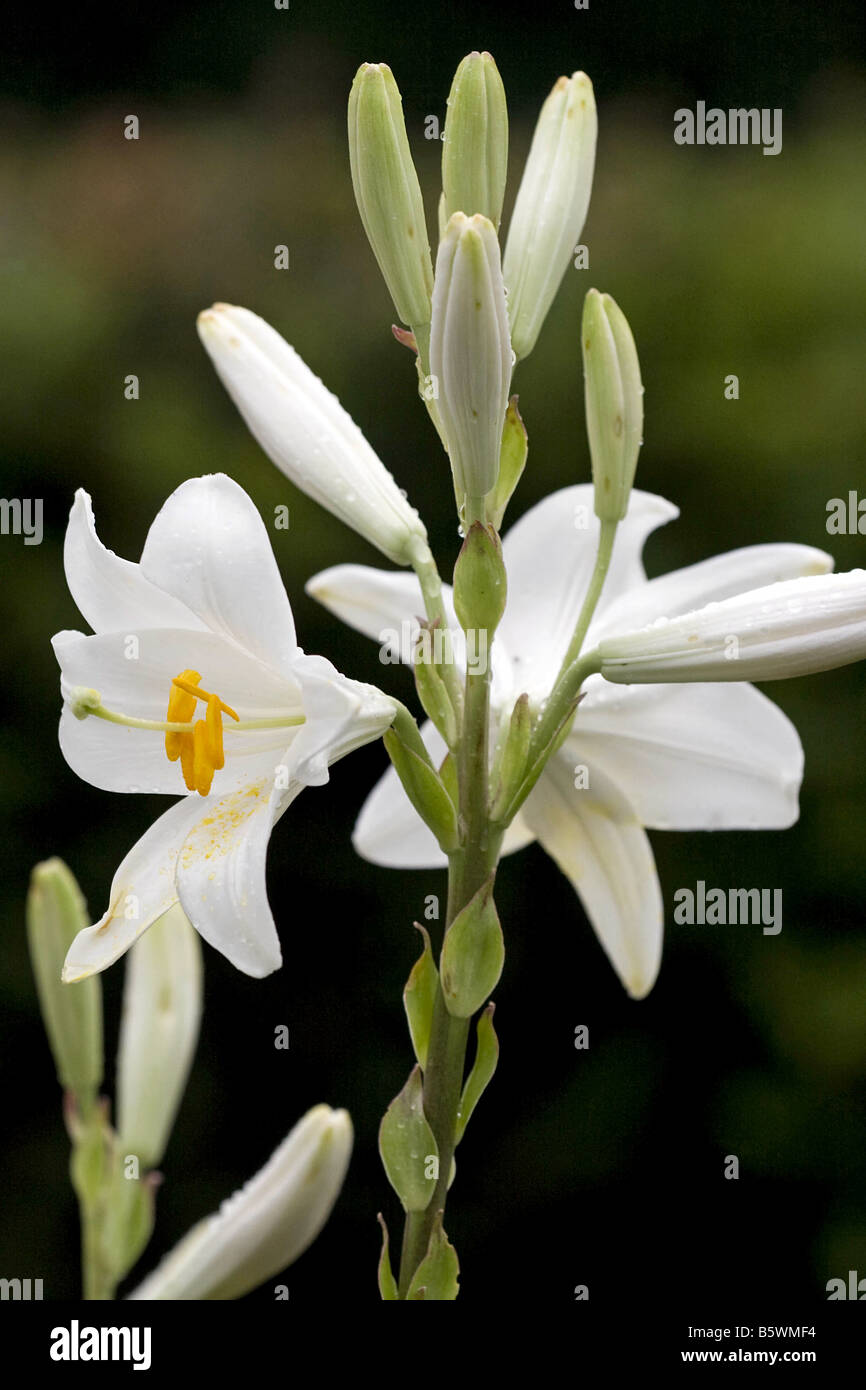The Madonna Lily Stock Photos & The Madonna Lily Stock Images - Alamy