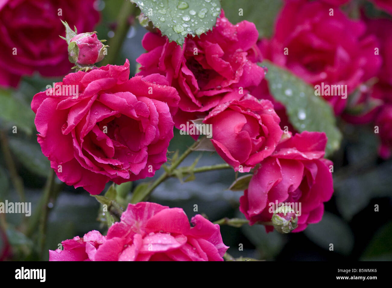 rose - blossoms Stock Photo - Alamy