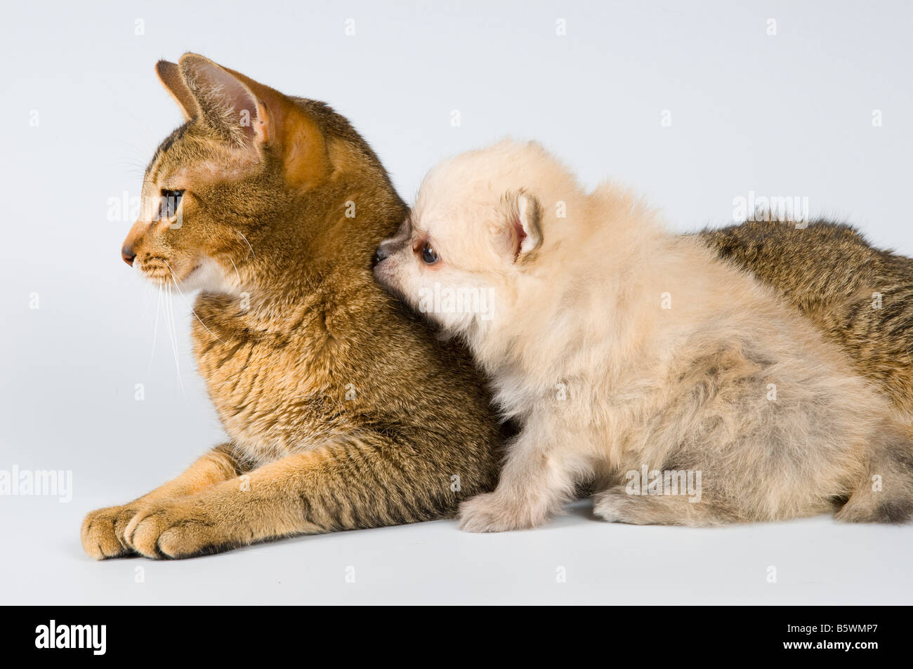 Pomeranian spitz dog puppy hi-res stock photography and images - Alamy