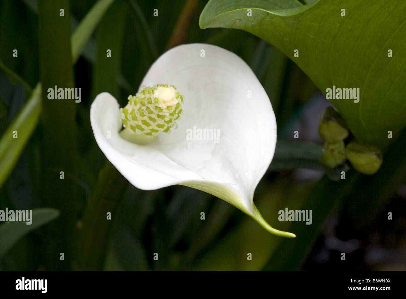 wild arum - blossom / Calla palustris Stock Photo - Alamy