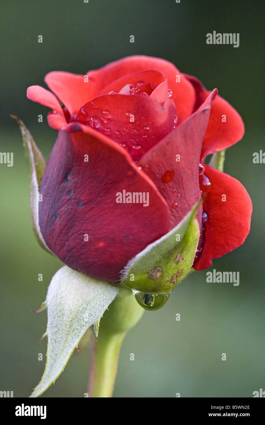 rose - blossom Stock Photo - Alamy