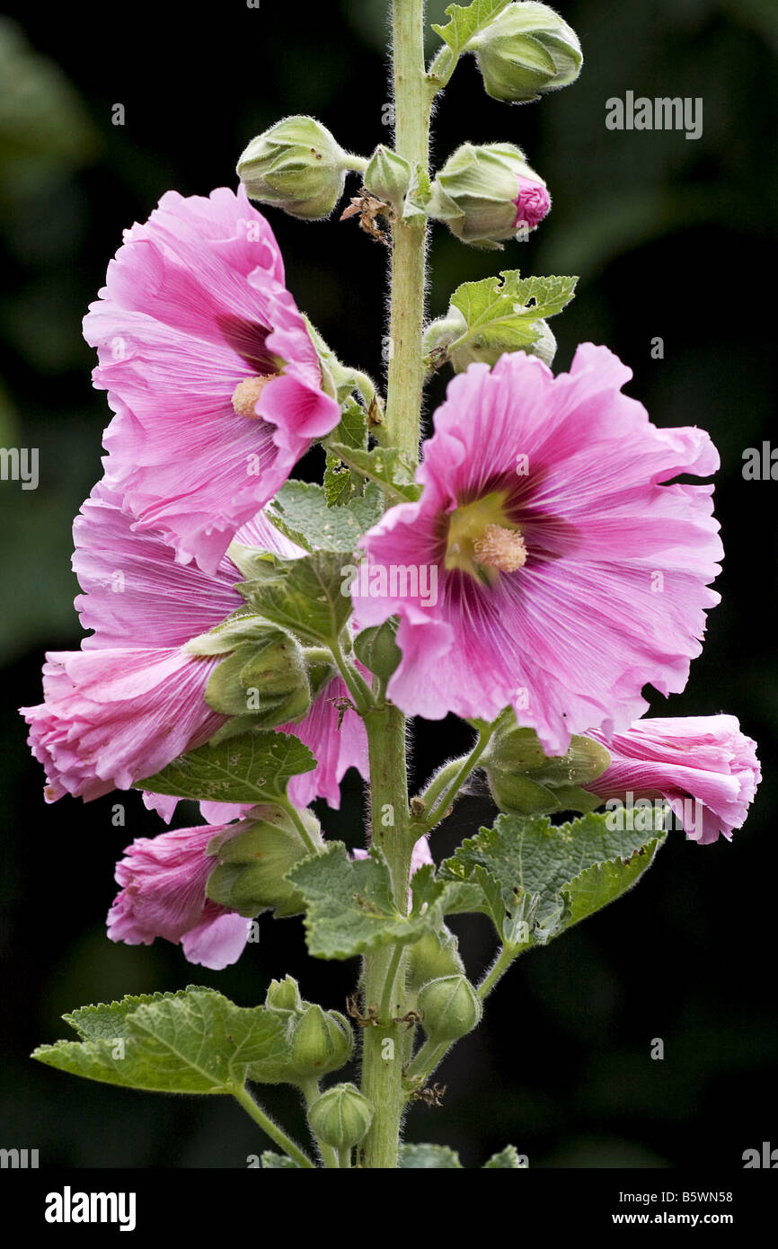 Common Hollyhock - blossoms / Alcea rosea Stock Photo - Alamy