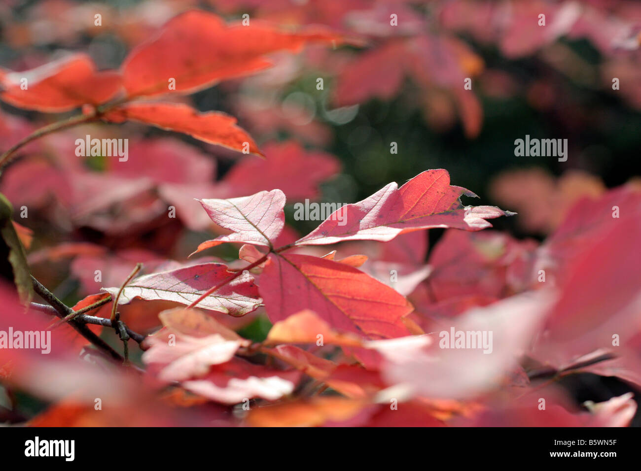 Acer griseum colour hi-res stock photography and images - Alamy