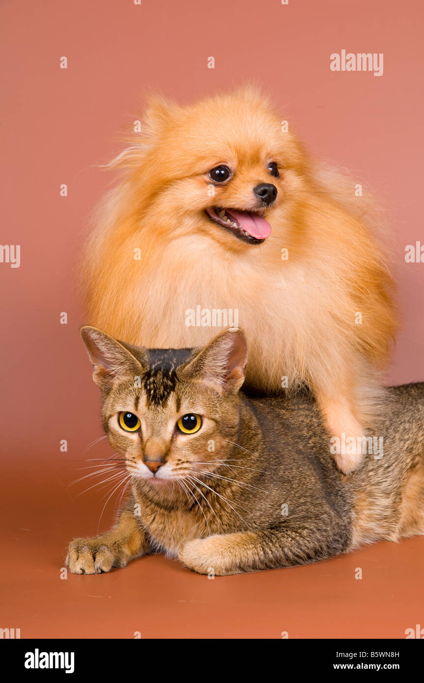 The spitz-dog and cat in studio Stock Photo - Alamy