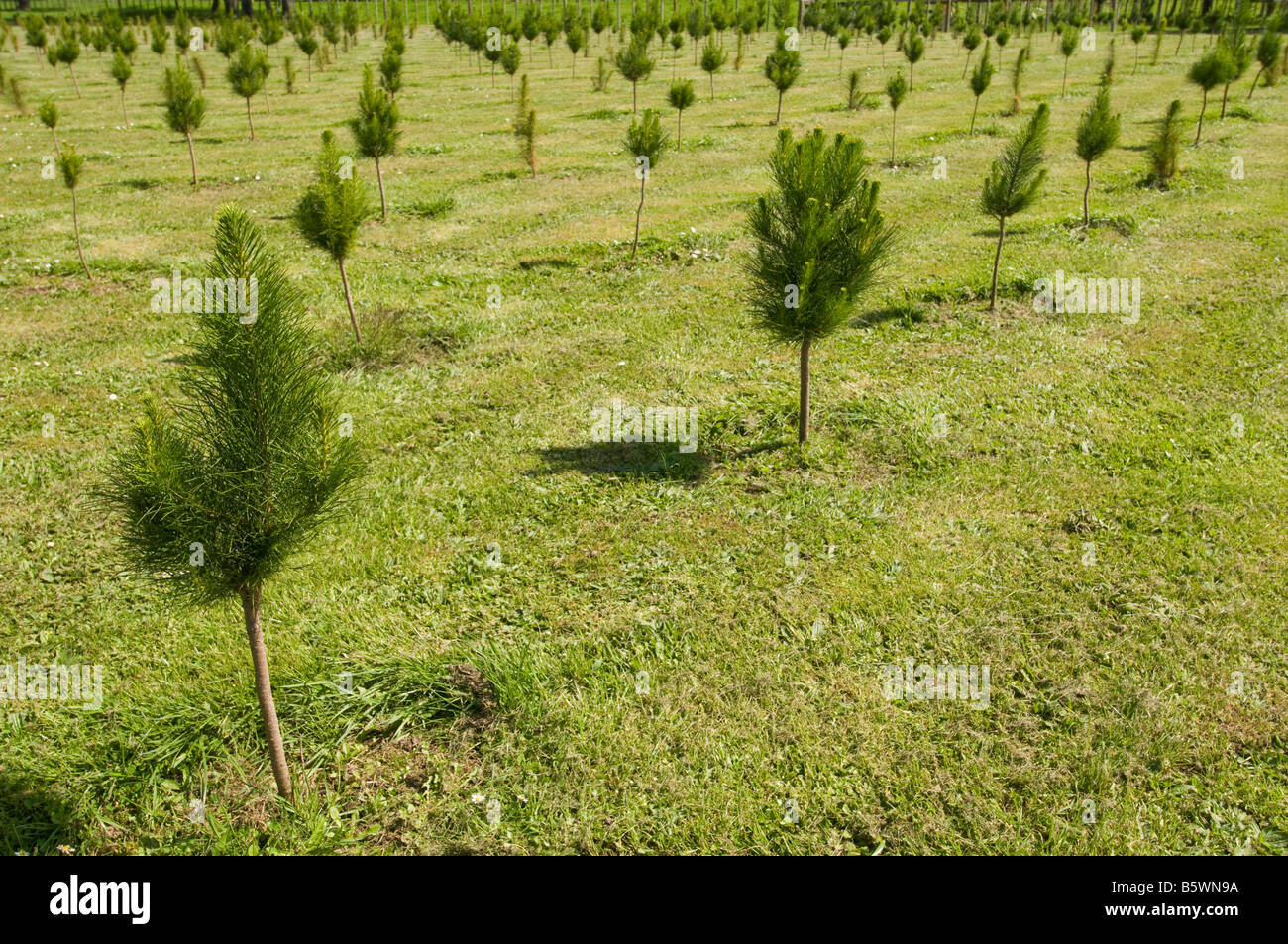row of small fern trees Stock Photo - Alamy