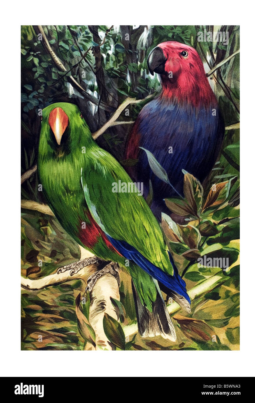 Eclectus Parrot, Eclectus roratus Family Psittacidae Stock Photo - Alamy