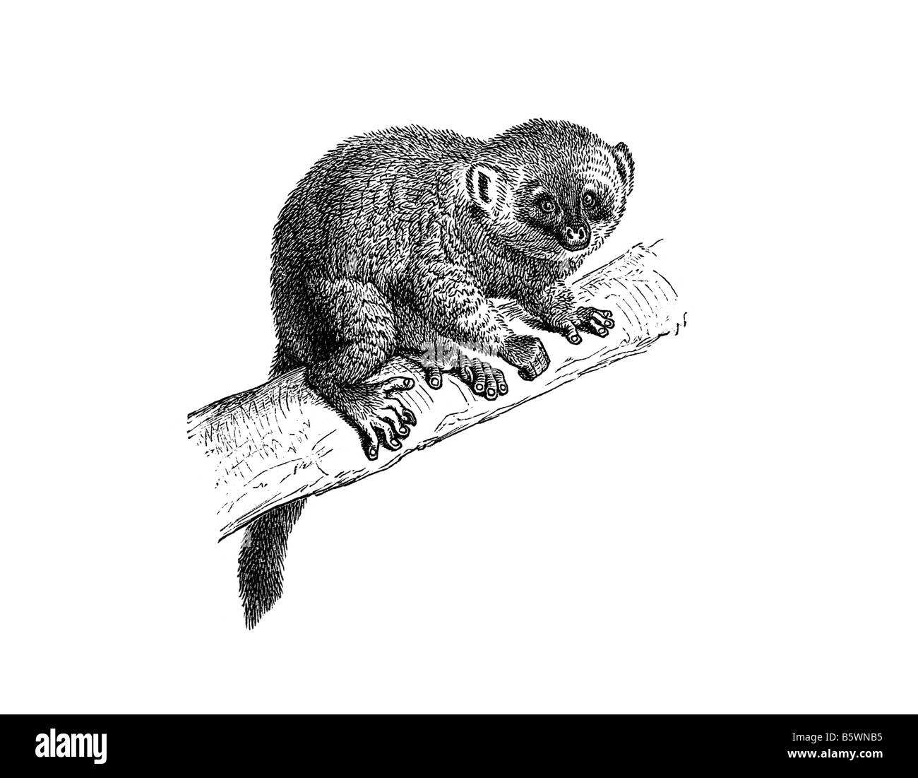 Gentle animal Black and White Stock Photos & Images - Alamy