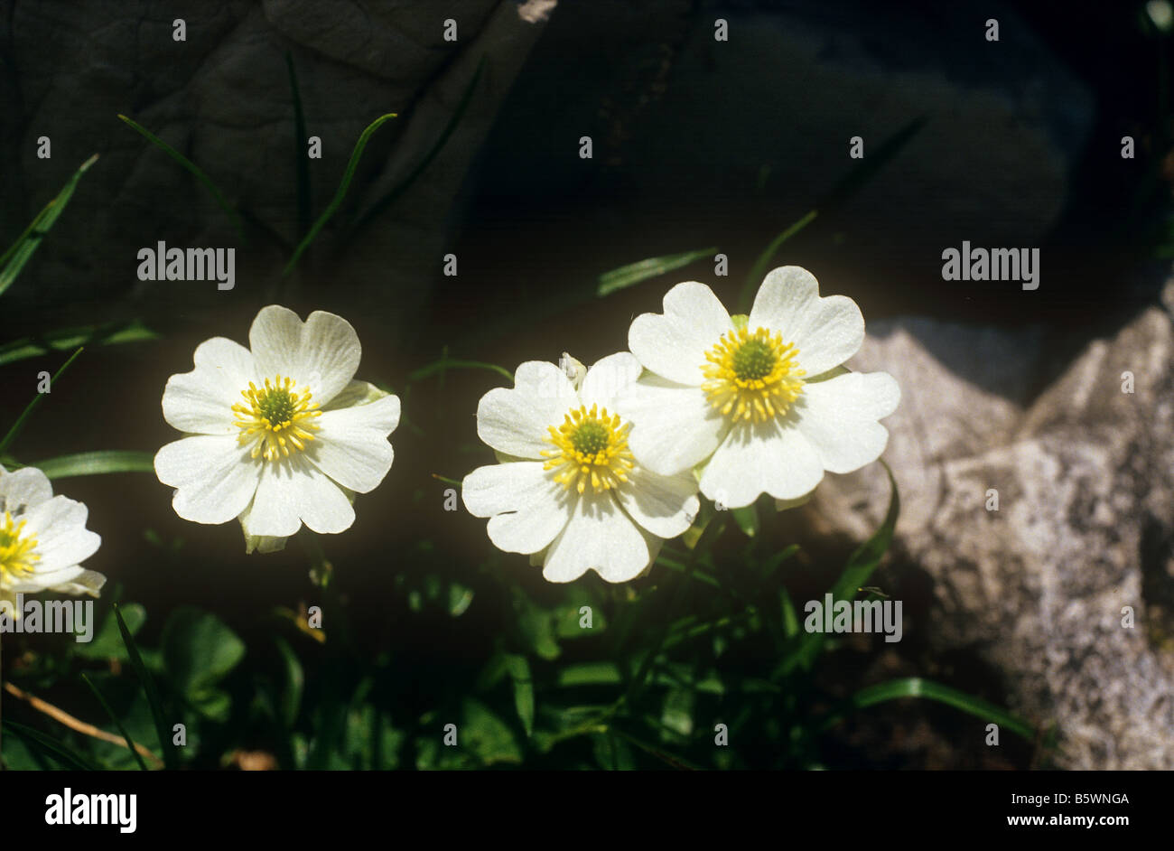 alpine buttercub / Ranunculus alpestris Stock Photo - Alamy