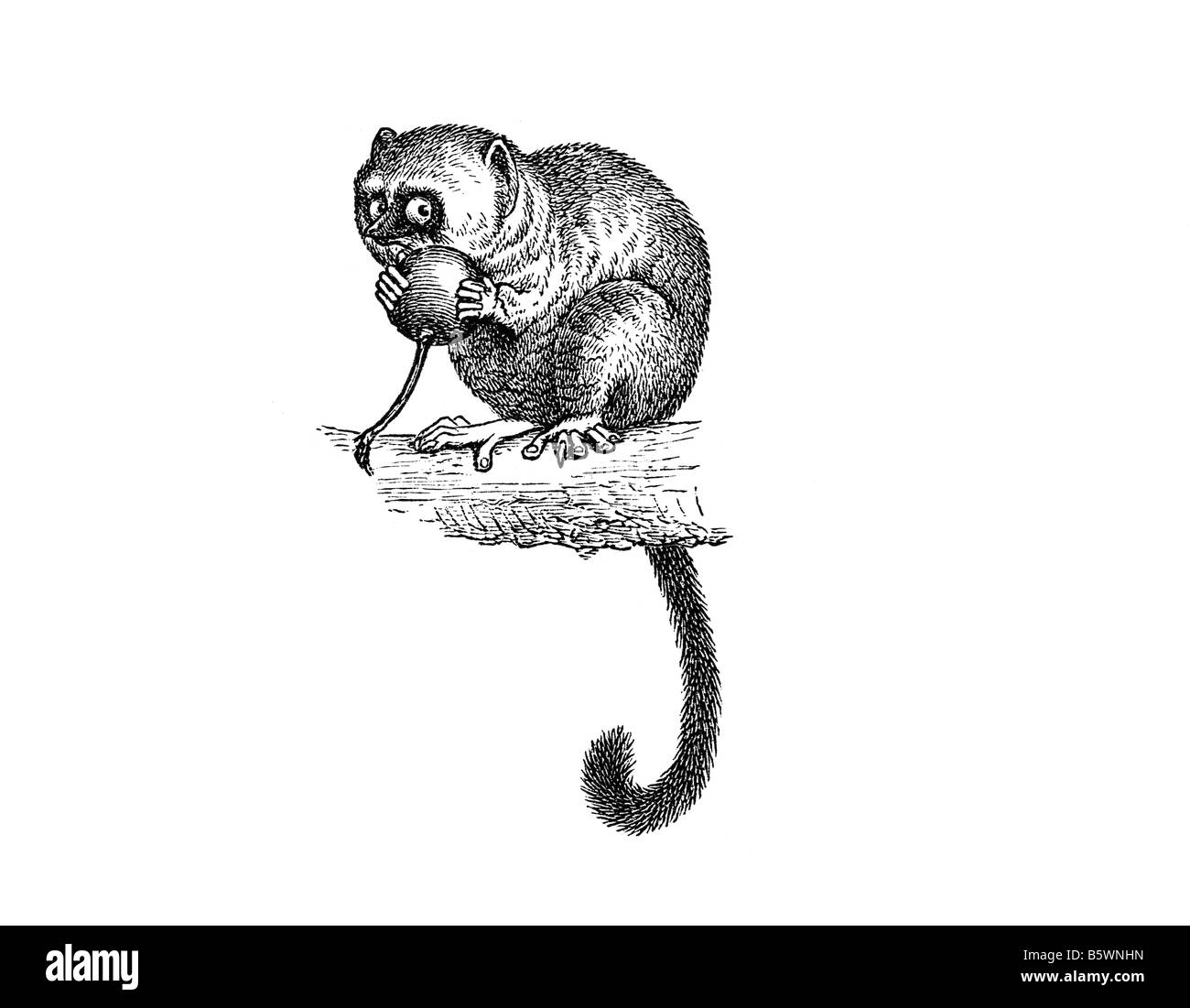 Mouse lemurs hi-res stock photography and images - Alamy