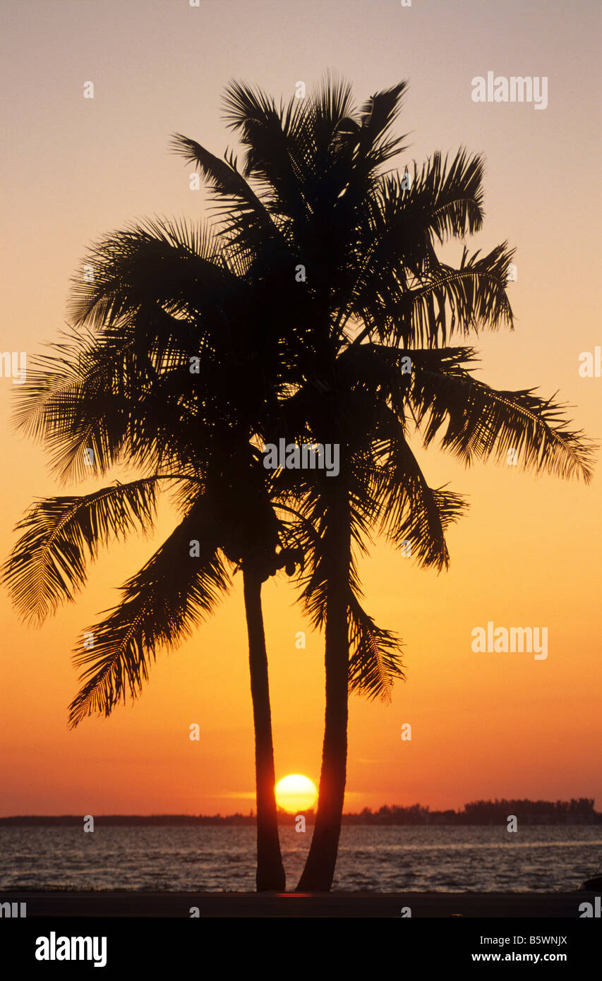 palm at sunset Stock Photo - Alamy