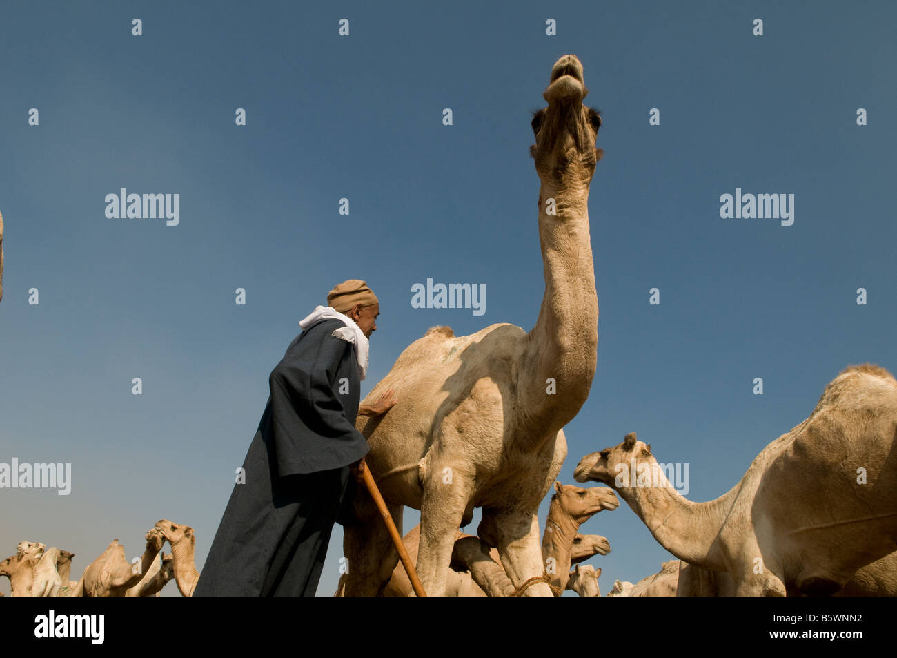 A trader with camels for sale at the Birqash Camel Market ( Souq al ... A trader with camels for sale at the Birqash Camel Market ( Souq al ...