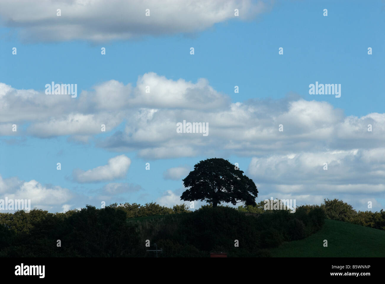 Tree solitaire silhouette hi-res stock photography and images - Alamy