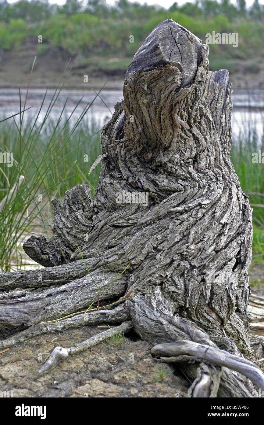 rugged stump in swamp landscape Stock Photo - Alamy