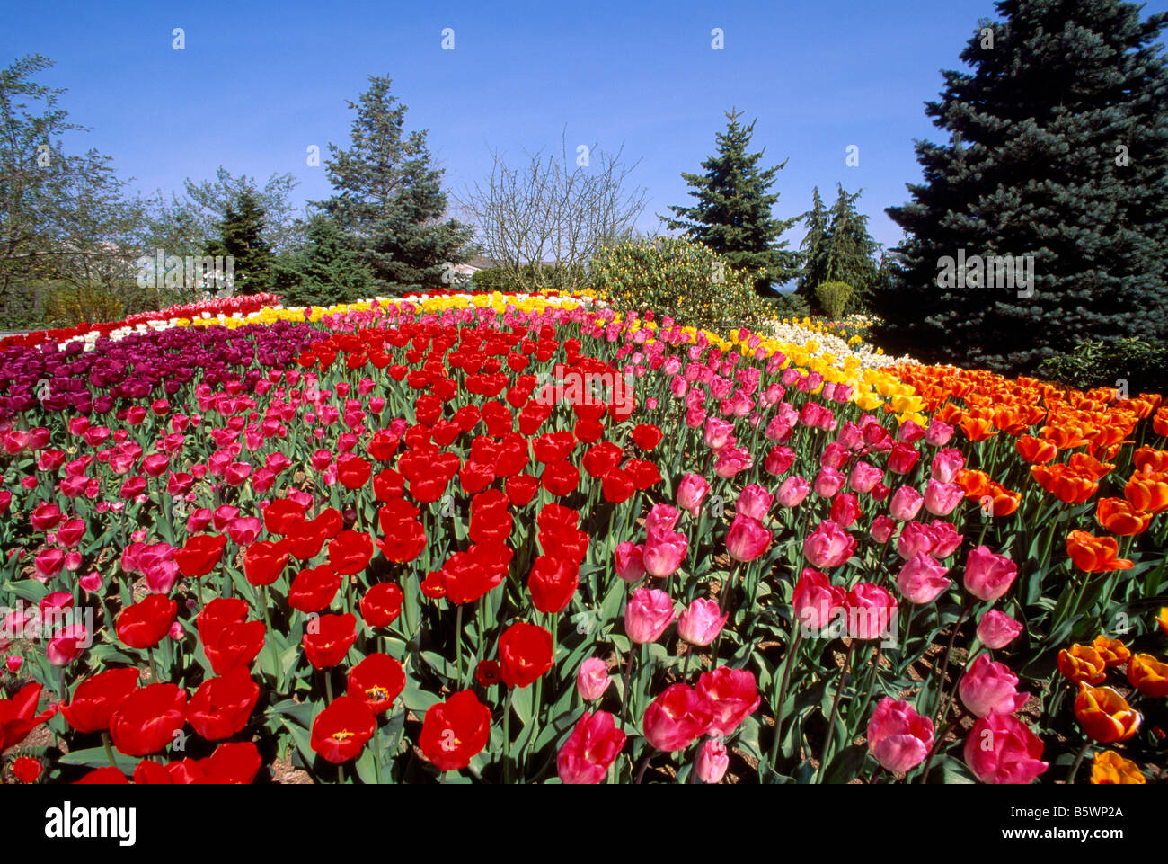 Tulips blooming in Tulip Flower Garden, Red, Pink, Orange, Spring ...