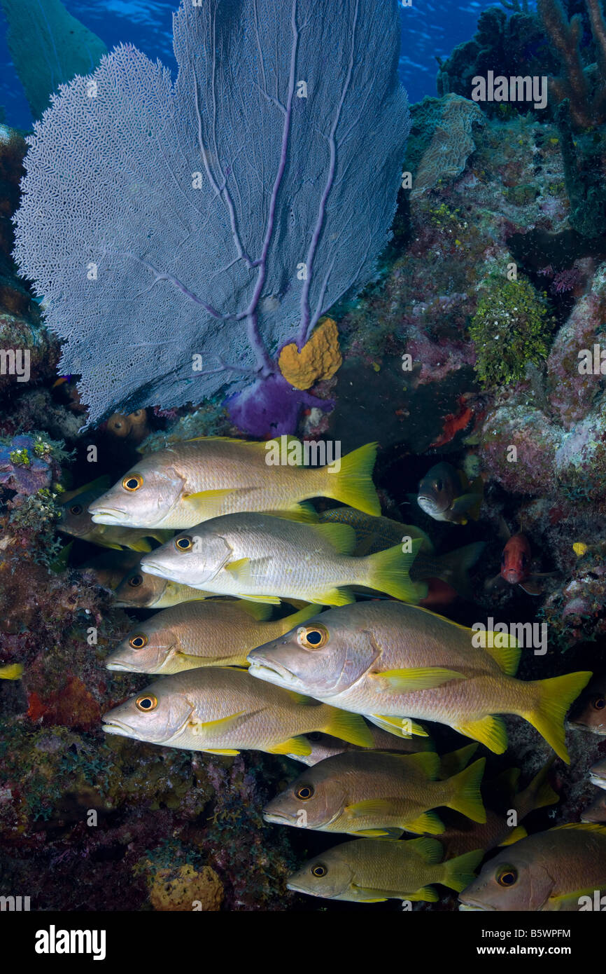 Gorgoniidae holaxonia hi-res stock photography and images - Alamy