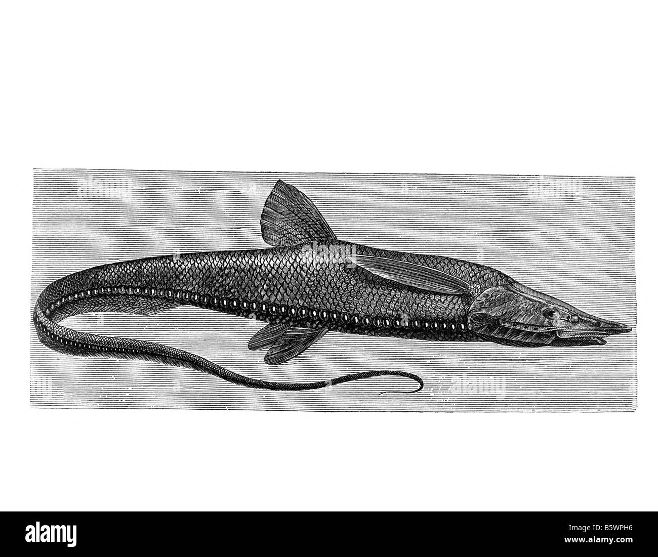 Halosaurs (Halosaurus macrochir), Halosaurs eel shaped fishes family ...