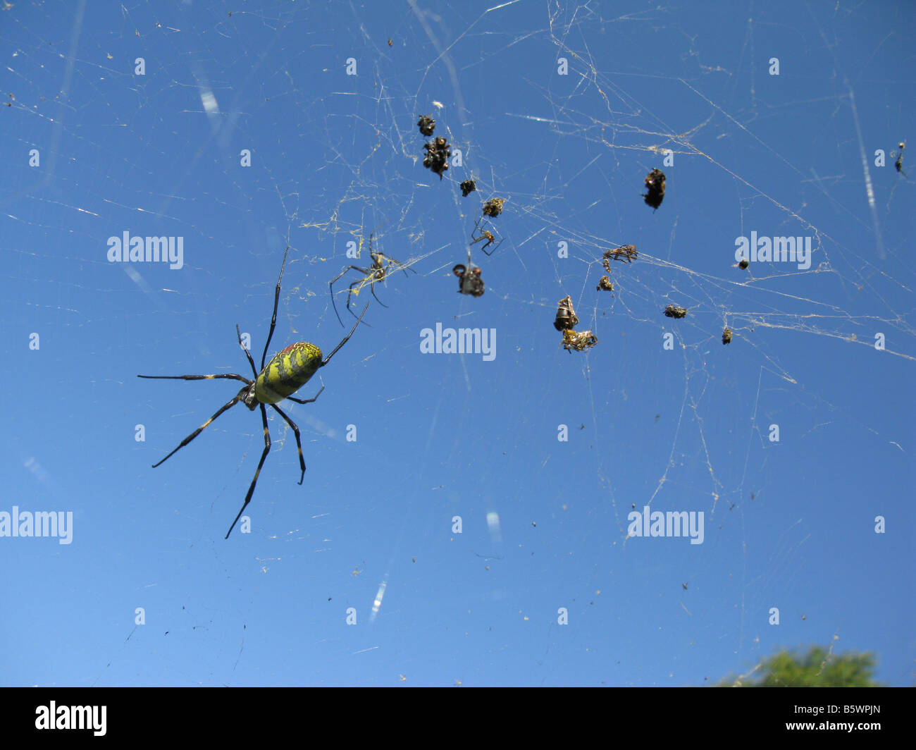 Golden Orb Weaver spider (Nephila maculata). One of the world's largest ...