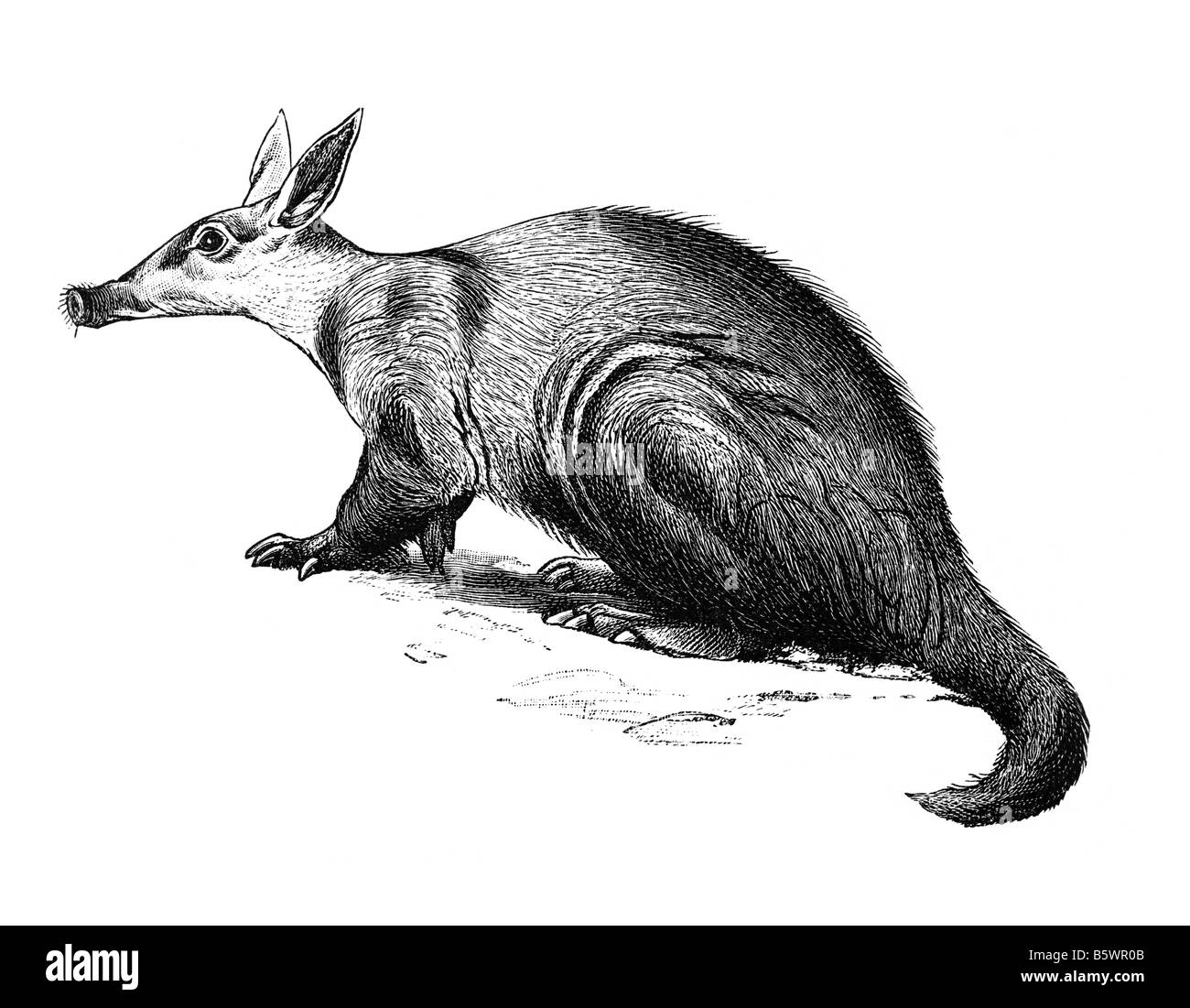 Earth creature Black and White Stock Photos & Images - Alamy