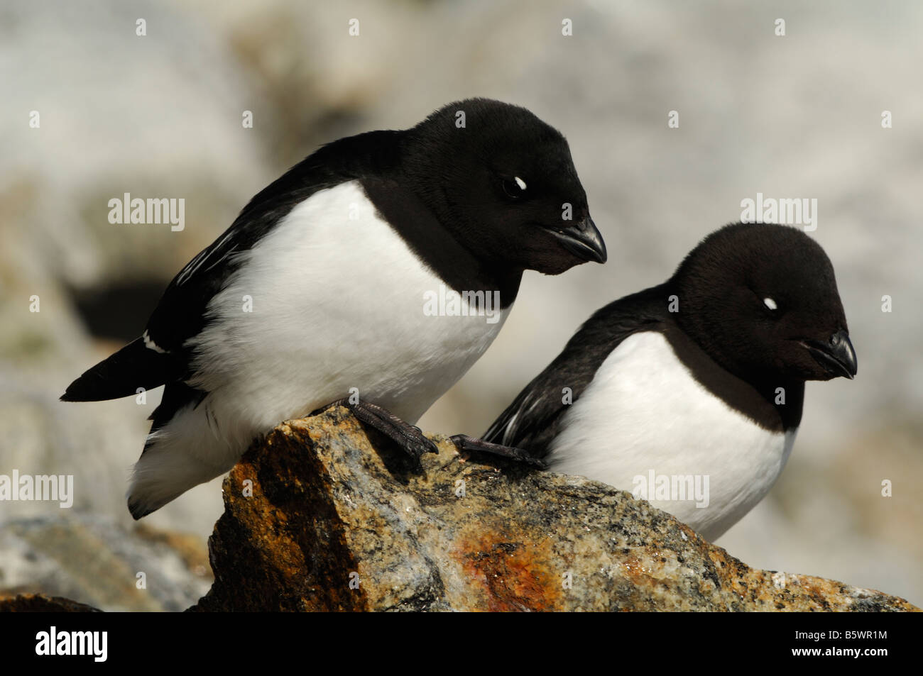 Two little auks hi-res stock photography and images - Alamy