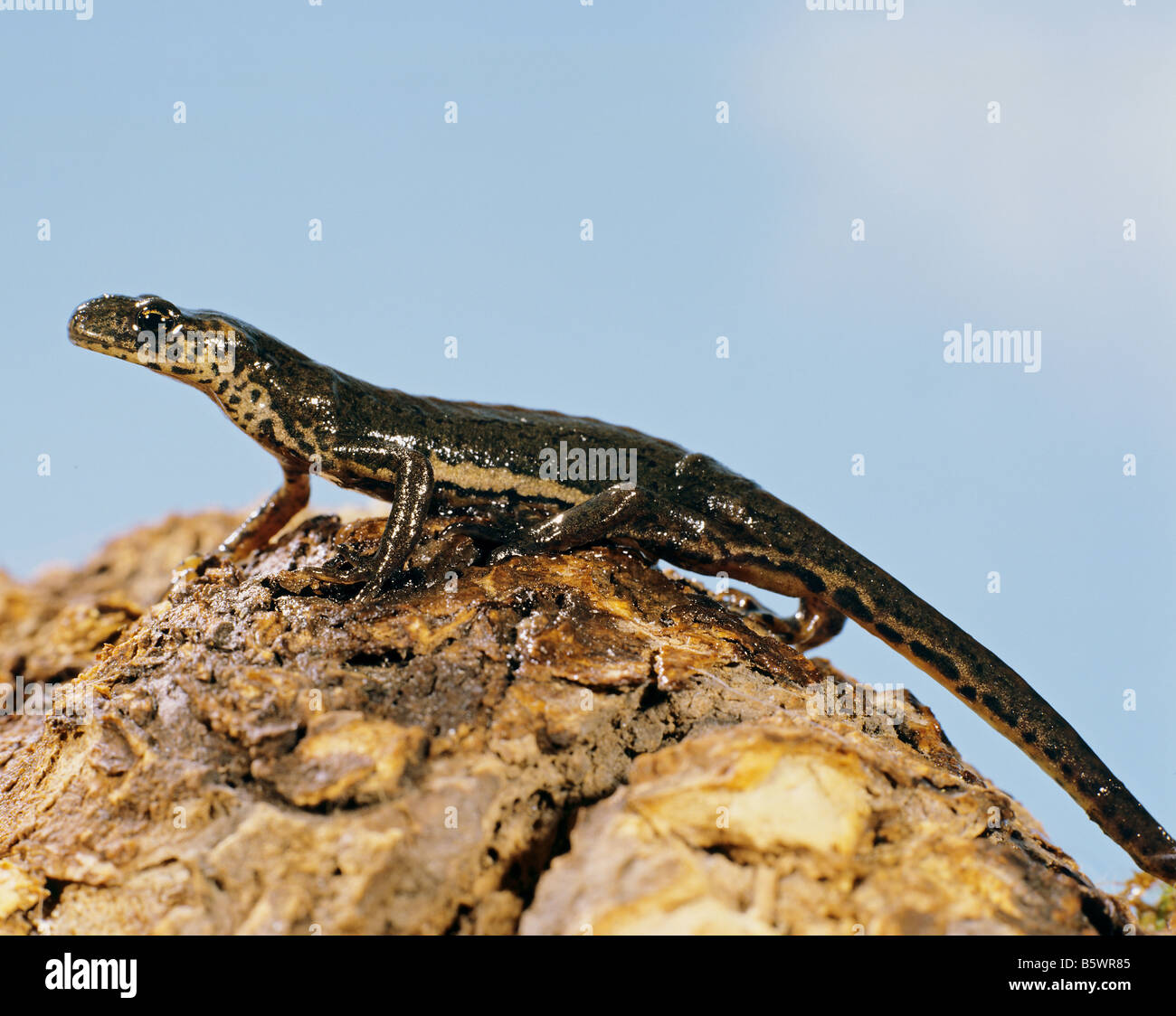 Salamandra salamandra tree hi-res stock photography and images - Alamy