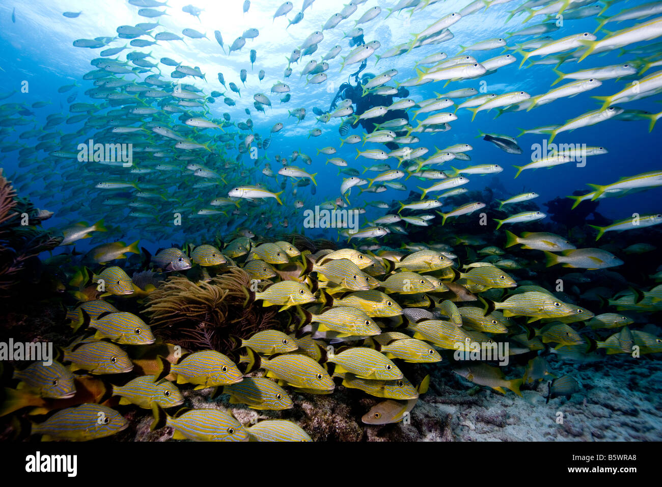 Schooling fish on Snapper Ledge, Key Largo, Florida Stock Photo - Alamy