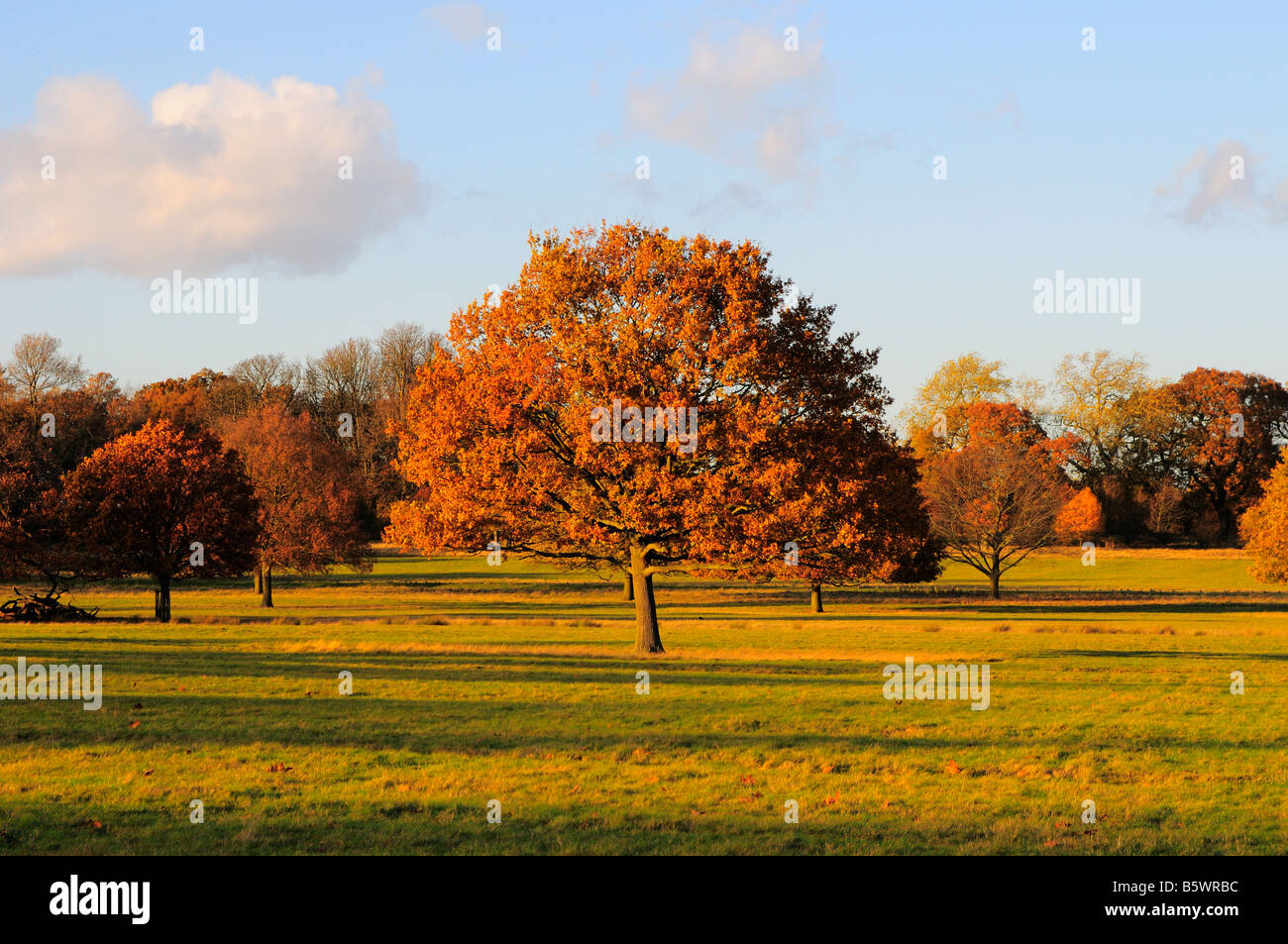 Autumn tree, Richmond Park, Richmond Upon Thames, Surrey, UK Stock ...