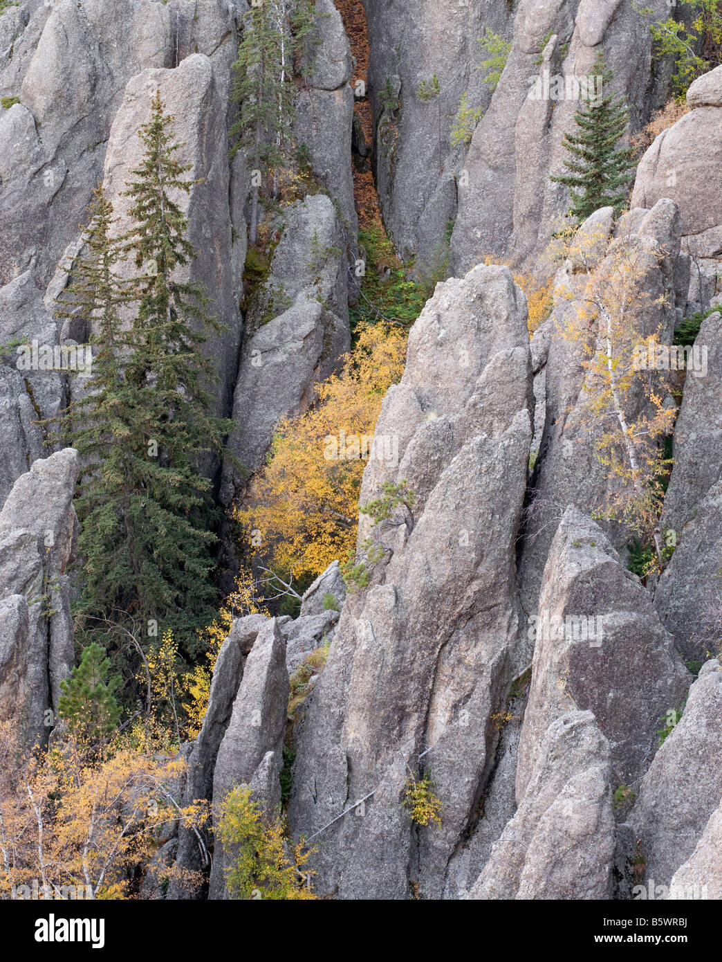 granite spires and trees, Custer State Park, South Dakota Stock Photo ...