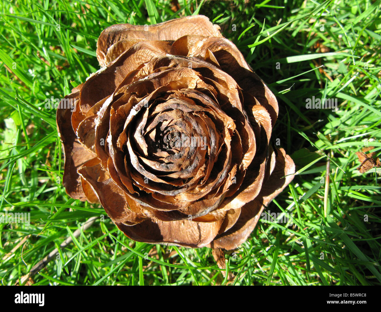 Single cedar cone on grass background Stock Photo - Alamy