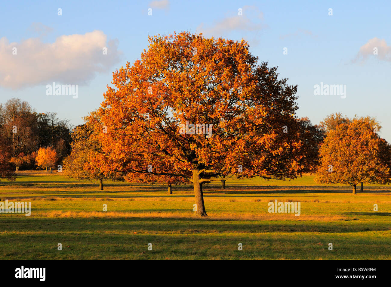 Tree with autumn colour hi-res stock photography and images - Alamy
